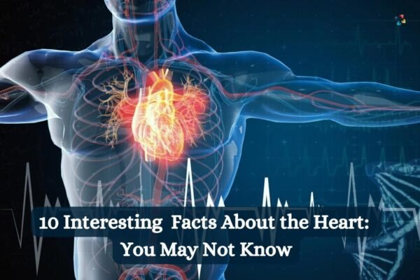 10 Interesting Facts About The Heart You May Not Know | The ...