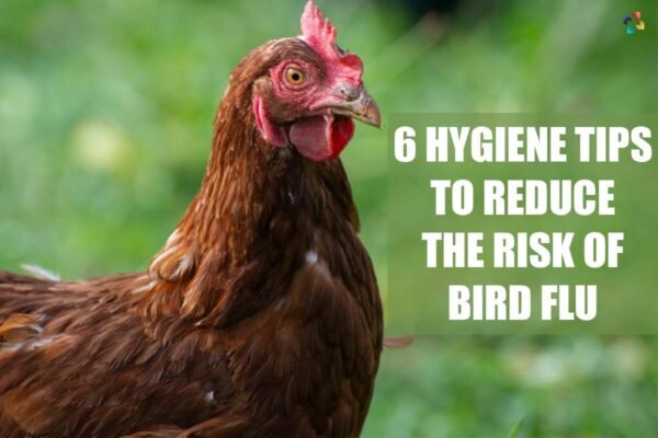 6 Useful Hygiene Tips To Reduce The Risk Of Bird Flu | The Lifesciences ...
