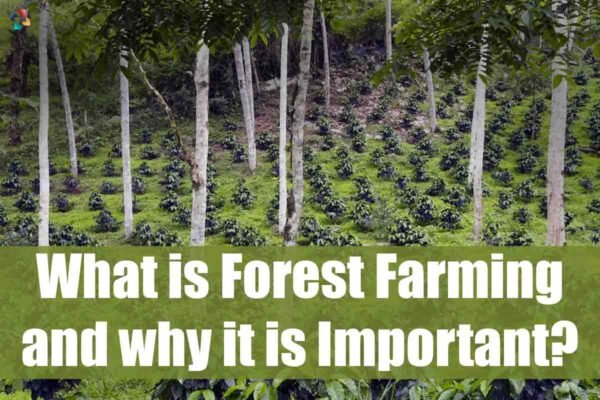 Best 4 Importance Of Forest Farming | The Lifesciences Magazine