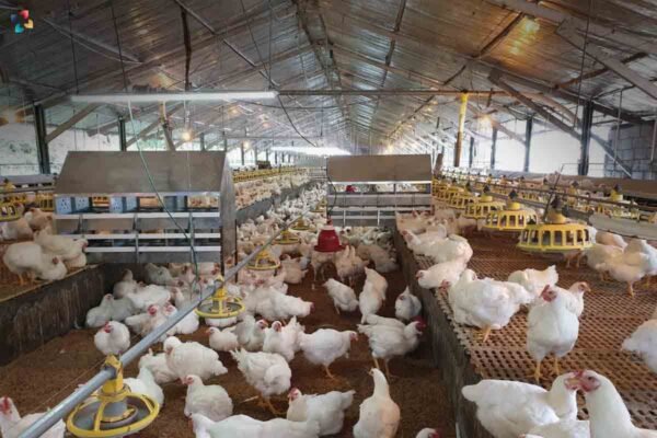 5 Great Hygiene Protocols At Poultry Farms | The Lifesciences Magazine