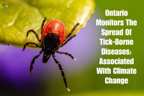Ontario Monitors The Spread Of Tick-Borne Diseases, Associated With ...