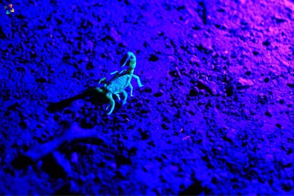 Scorpion Stings: 10 Important Myths And Facts | The Lifesciences Magazine