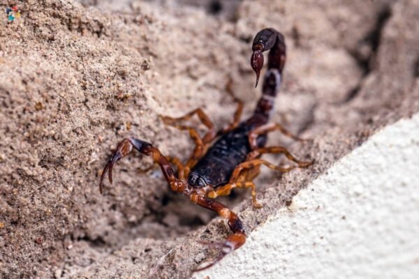Scorpion Stings: 10 Important Myths And Facts | The Lifesciences Magazine