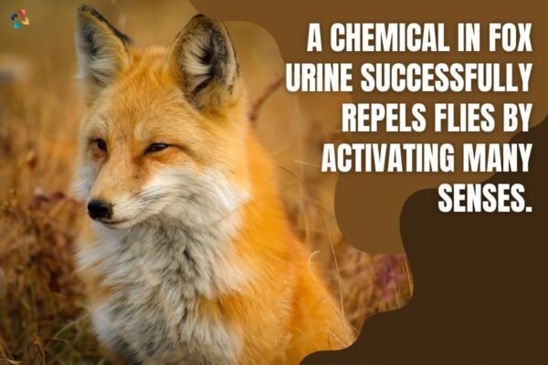 A Chemical In Fox Urine Successfully Repels Flies By Activating Many ...