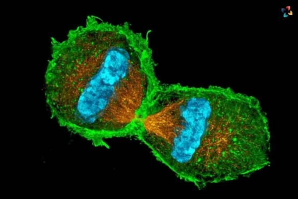 Decoding The Mitotic Spindle: Roles, Dynamics, And Implications For ...