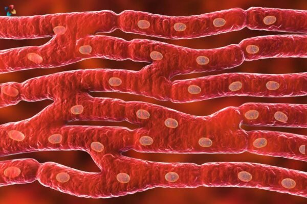 Cellular Energy: Mechanisms, Importance, And Regulation | The ...