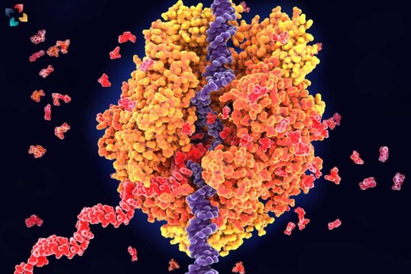 6 Important Steps For Protein Synthesis | The Lifesciences Magazine