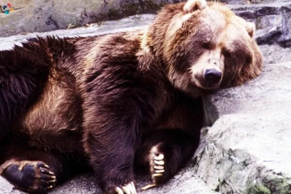 Hibernation In Mammals: Myosin's Key Role Revealed In Study | The ...