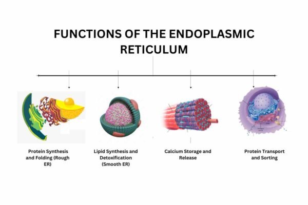 Endoplasmic Reticulum: Structure, Roles, And Importance In Cellular ...