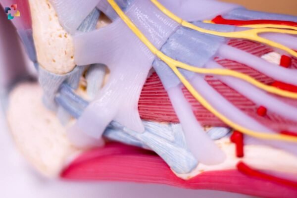 Exploring The Function And Importance Of The Flexor Digitorum Longus ...