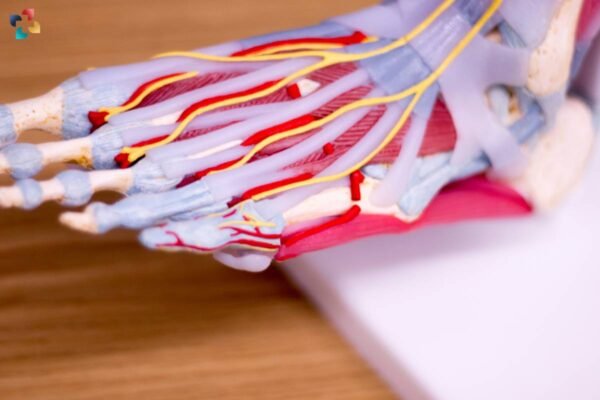 Exploring The Function And Importance Of The Flexor Digitorum Longus ...