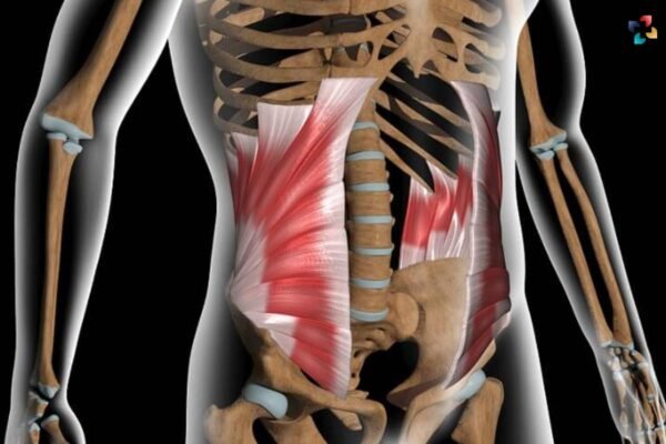 External Abdominal Oblique: Anatomy, Function, And Exercises | The ...