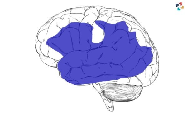 Primary Progressive Aphasia: Symptoms, Causes, And Management | The ...