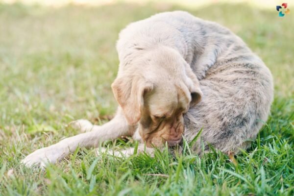 Skin Problems In Dogs: Understanding, Preventing, And Treating Canine ...