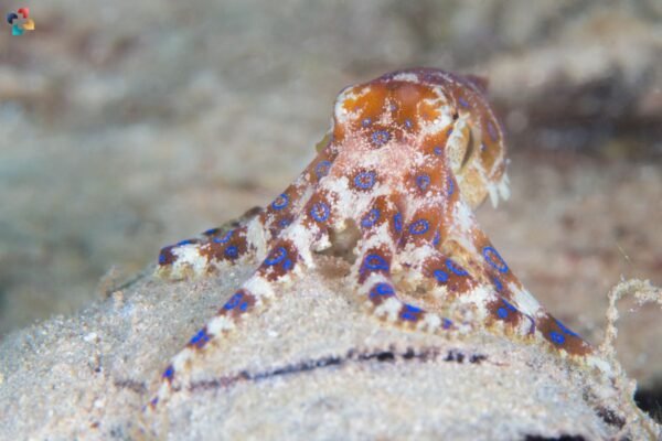 Exploring Blue-Ringed Octopus: Habitat, Behavior, And The Unique ...