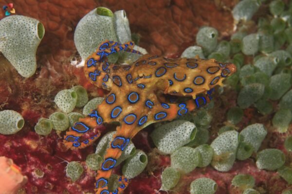 Exploring Blue-Ringed Octopus: Habitat, Behavior, And The Unique ...
