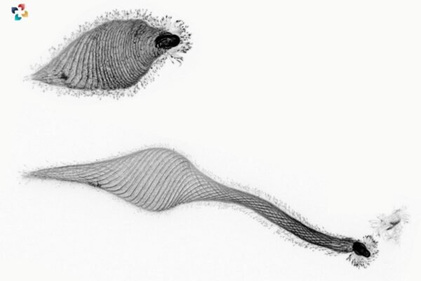 Stanford Researchers Unveil Cellular Origami: A Deep Dive Into The ...
