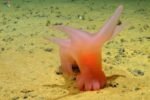 Scientists Discover New Species In The Abyssal Plains During Pacific ...
