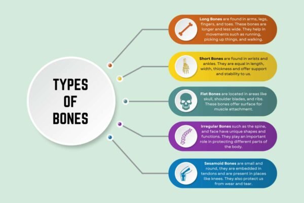 5 Key Functions Of Skeletal System Parts And Functions | The ...