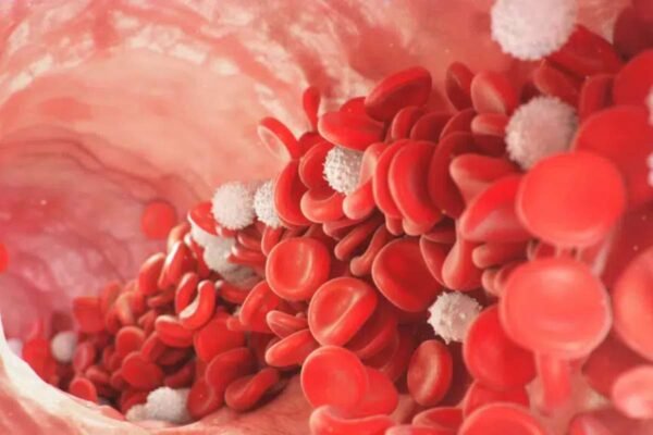 Peripheral Blood Mononuclear Cells: Boost Your Immune System | The ...