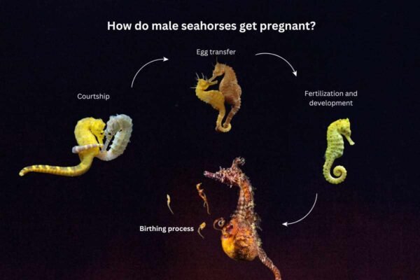 How Do Male Seahorses Get Pregnant? Dads Of The Ocean | The ...