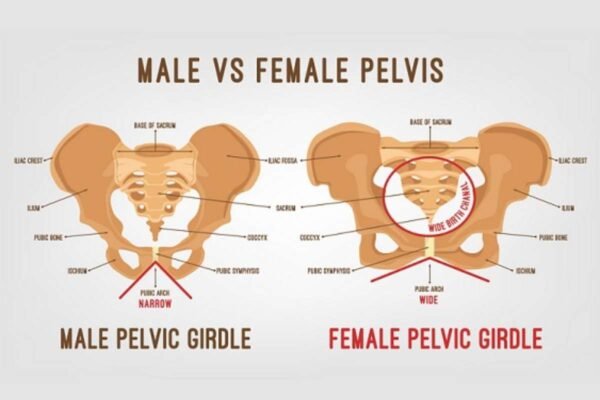 Female Vs Male Pelvis Bone: Key Differences And Importance | The ...