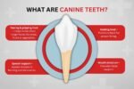 Humans With Canine Teeth: Are You One Of Them?(Full Guide) | The ...