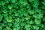 Why Plants Are Green: The Science Behind Their Color | The Lifesciences ...