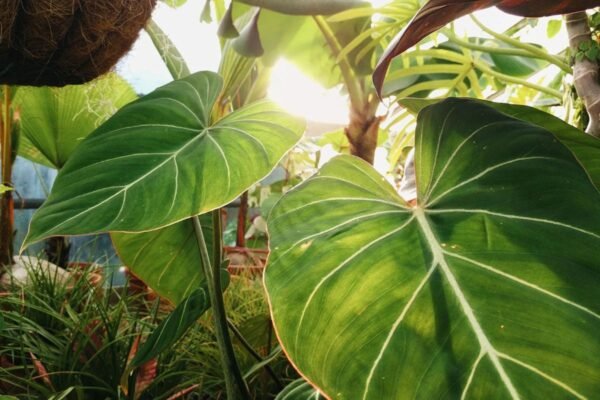 Why Plants Are Green: The Science Behind Their Color | The Lifesciences ...