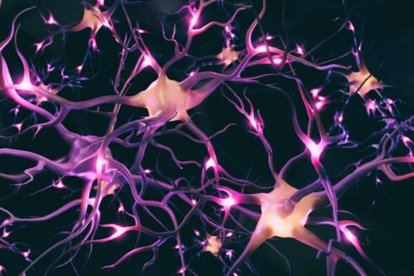 Brain Neurons Breakthrough Use Multiple Learning Rules To Encode New ...