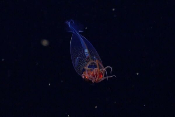 Colossal Squid: First-Ever Deep-Sea Footage Revealed | The Lifesciences ...