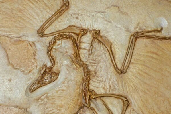 Chicago Archaeopteryx Discovery Sheds New Light On Dinosaur Flight ...