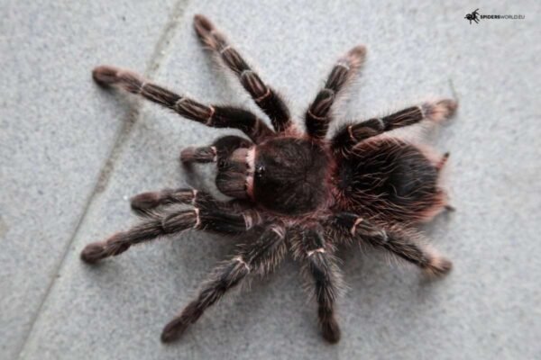 Biggest Spiders In The World You Don’t Want To Encounter | The ...