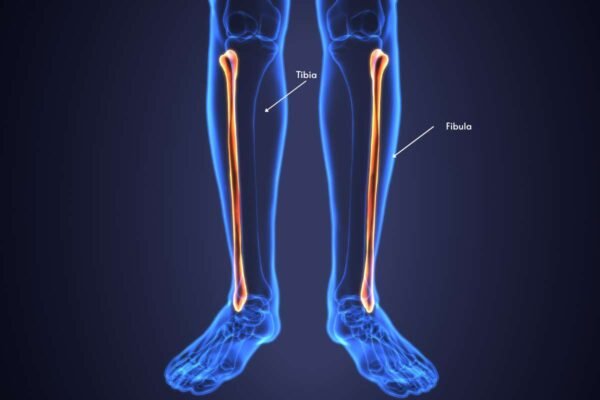Learn About Tibia And Fibula Anatomy With Labeled Diagram | The ...
