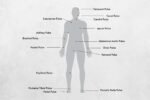 Where To Find Pulse Points On Your Patients With Zero Confusion | The ...