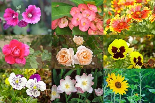 30 Most Rare Flowers In The World: Beauty, Mystery & Wonder | The ...