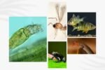 Smallest Animals In The World: Evolution Lessons From 15 Tiny Species ...