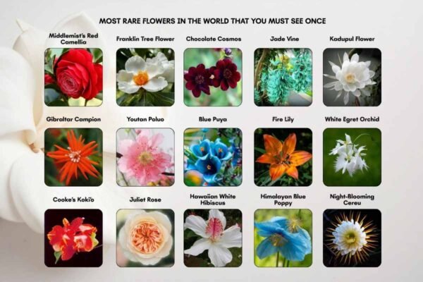 30 Most Rare Flowers In The World: Beauty, Mystery & Wonder | The ...