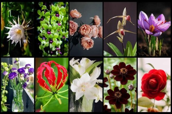 10 Most Expensive Flowers In The World And Why They Cost More | The ...