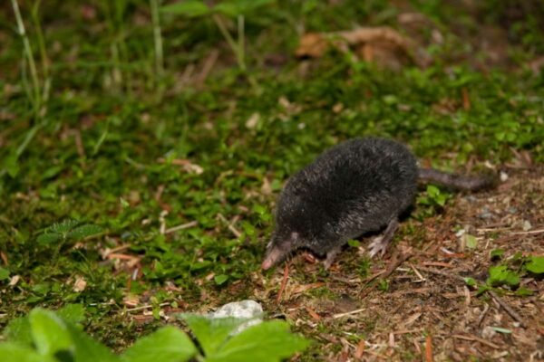 Smallest Mammals In The World: Top 15 Tiny Species Ranked 2026 | The ...