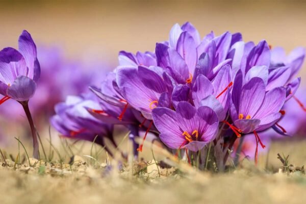 10 Most Expensive Flowers In The World And Why They Cost More | The ...