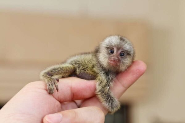 Smallest Mammals In The World: Top 15 Tiny Species Ranked 2026 | The ...