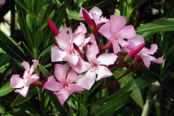 Discover The Most Poisonous Flowers In The World And Its Dangers | The ...