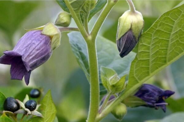 Discover The Most Poisonous Flowers In The World And Its Dangers | The ...