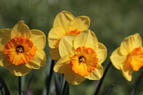 Discover The Most Poisonous Flowers In The World And Its Dangers | The ...