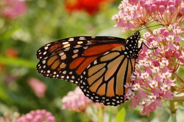Top 12 Most Poisonous Butterflies & Nature’s Deadly Warnings | The ...