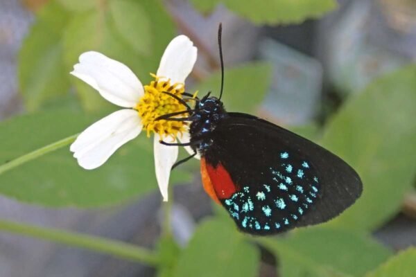 Top 12 Most Poisonous Butterflies & Nature’s Deadly Warnings | The ...